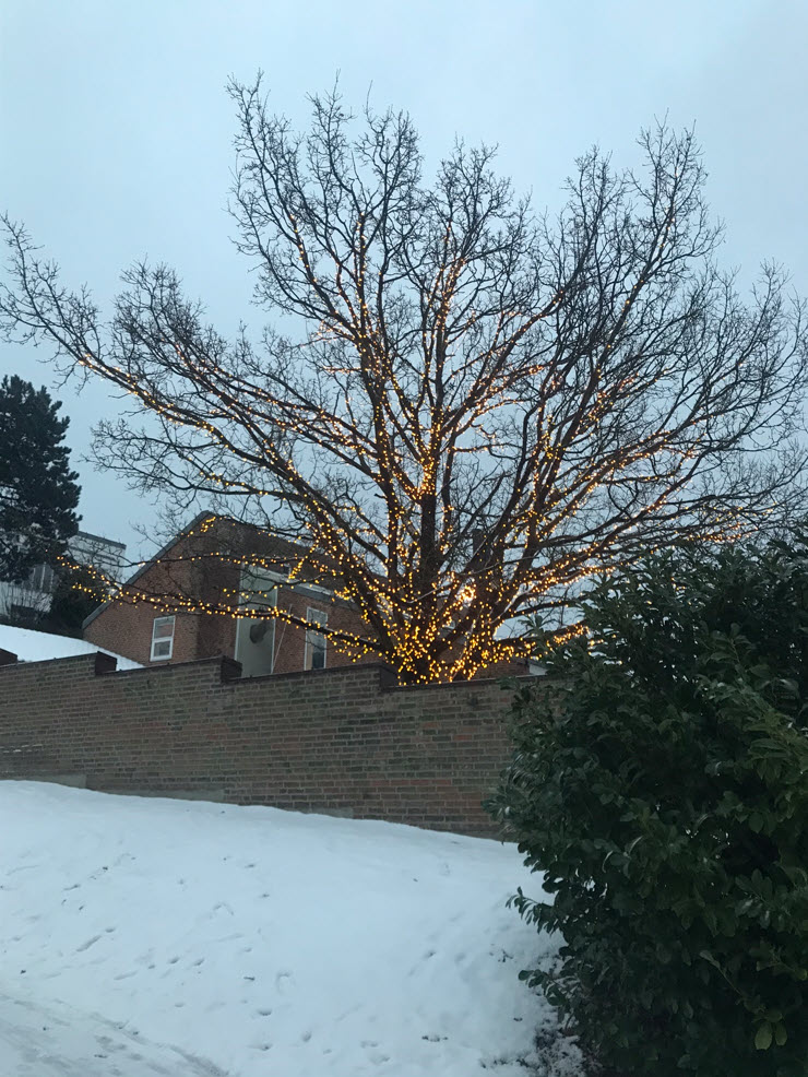 16.000 lys. 35 år. Henning og Lis Lyhne plantede et træ. I dag er det ...